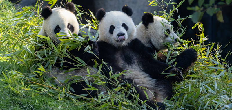 Busreis Pairi Daiza | Daguitstap naar de mooiste dierentuin van Europa